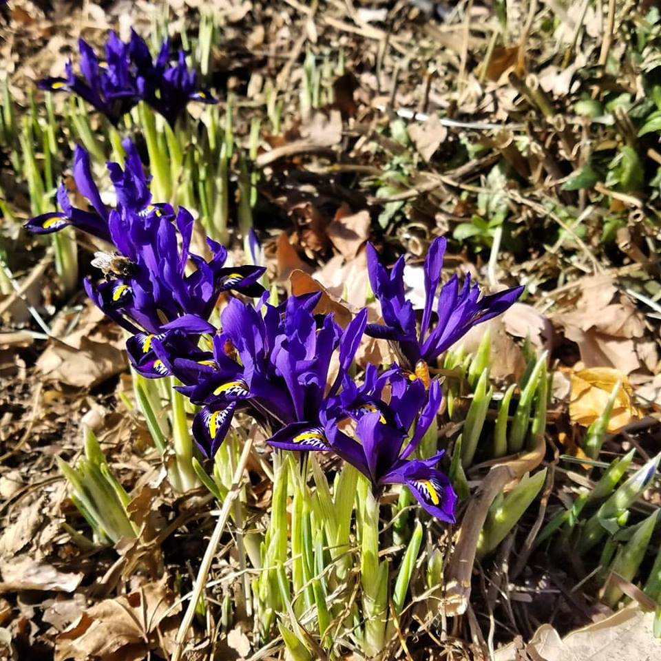 Spring Outlook Issued from NOAA's Climate Prediction Center - WeatherNation