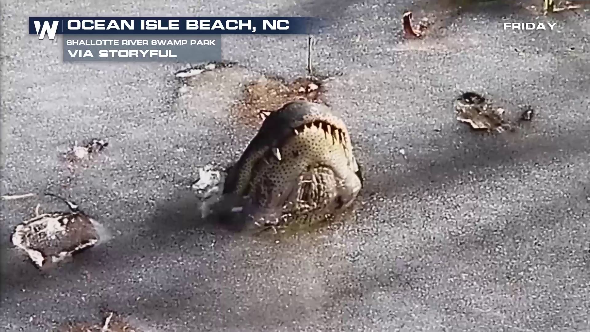 Alligators Frozen in Place - WeatherNation