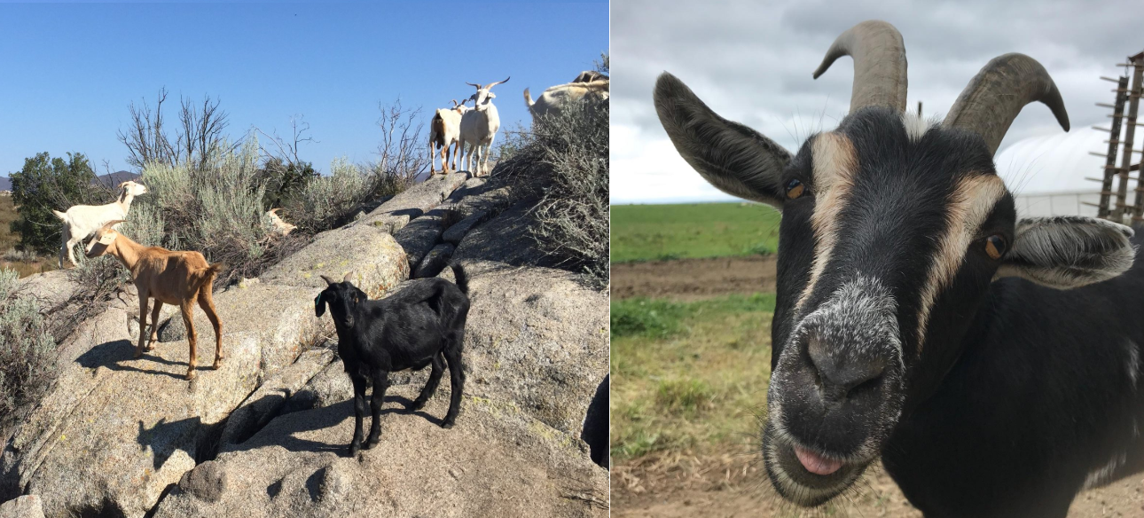 Using Goats in Wildfire Prevention - WeatherNation