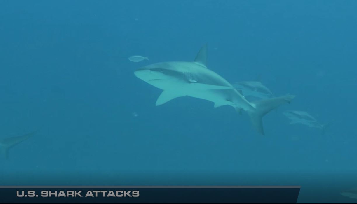 Recent Shark Attacks in the U.S. - WeatherNation