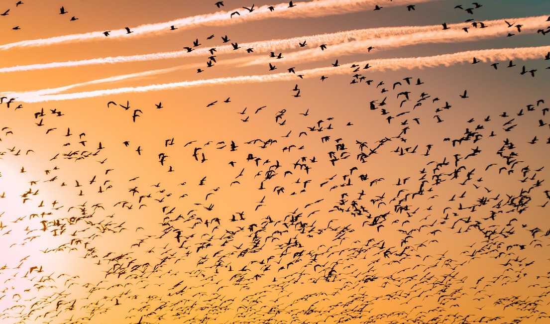The Chubby Bird Gets the Worm: It's Songbird Migration Season ...