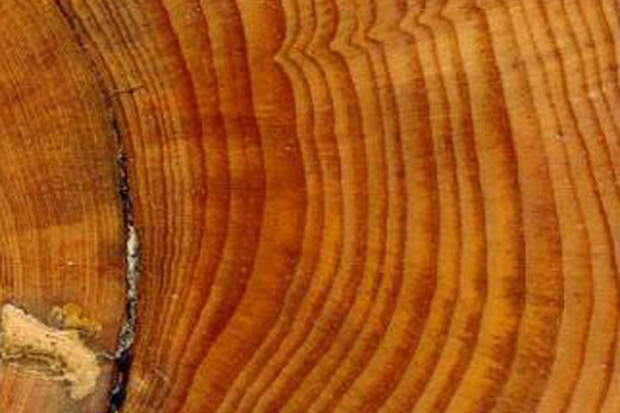 How Tree Rings Tell Time and Climate History - WeatherNation