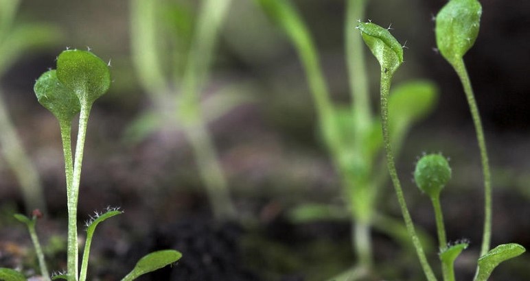 Scientists Identify How Plants Sense Temperature - WeatherNation