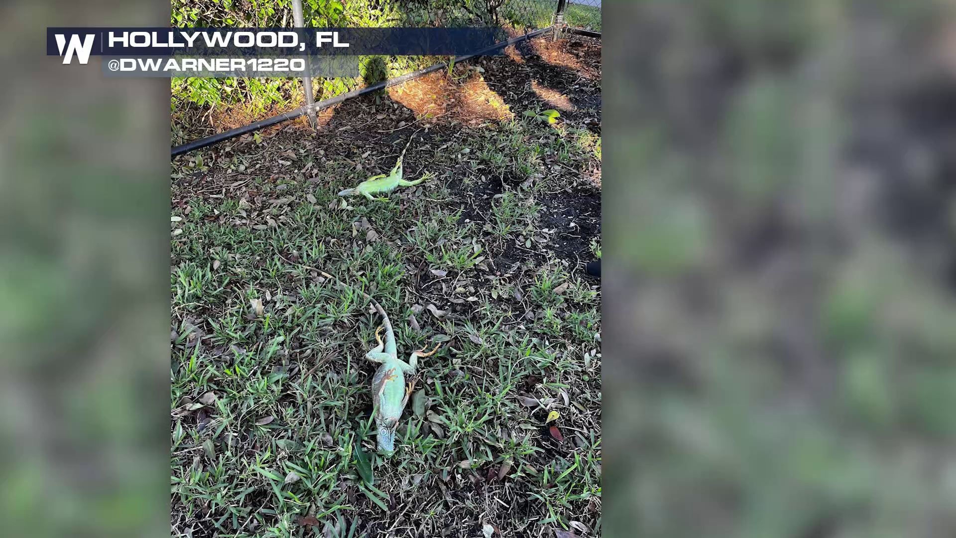 Florida Freezes Over: A Look Back to the End of January - WeatherNation