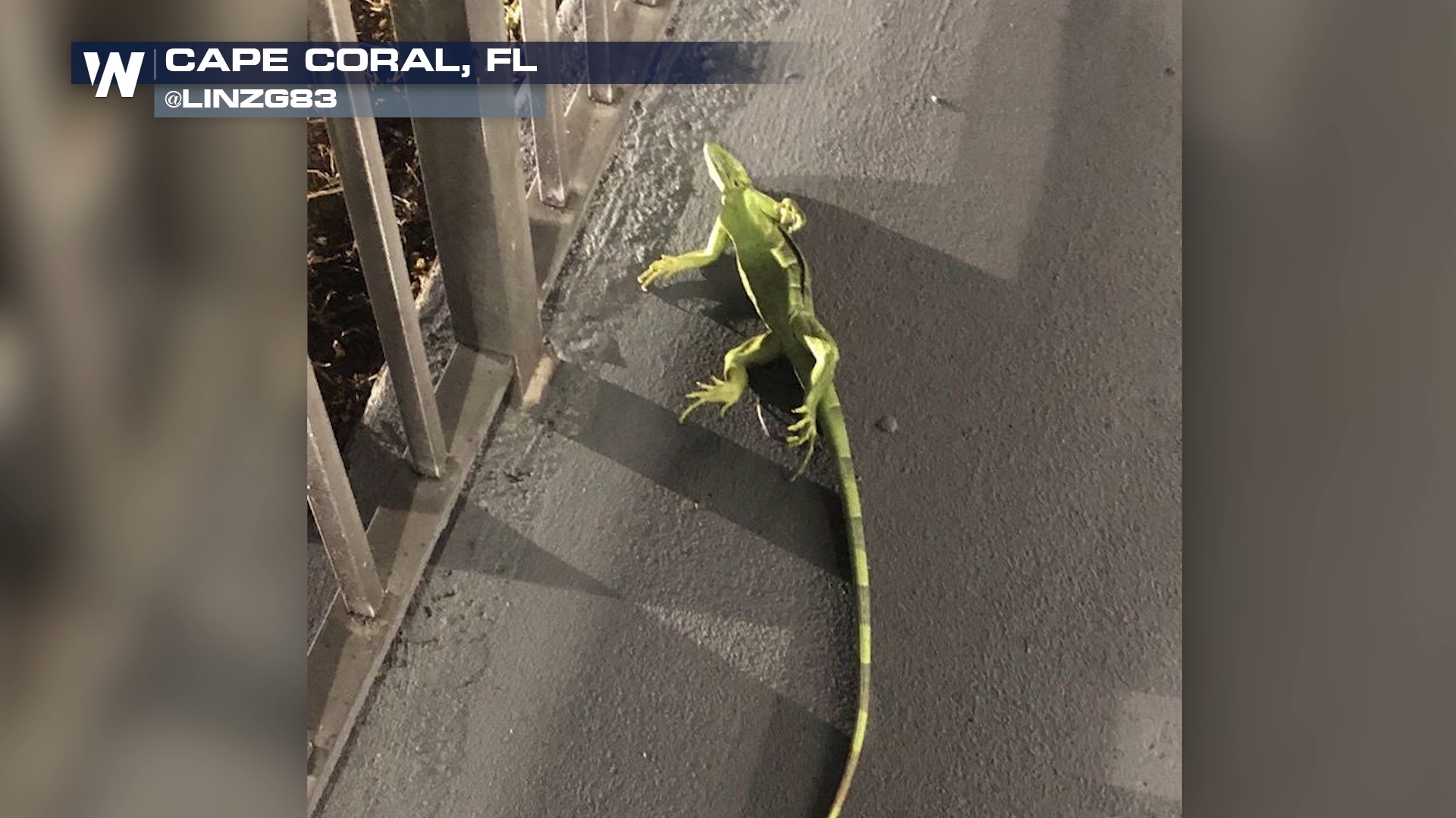 Falling Iguanas Possible in Florida Sunday Morning - WeatherNation