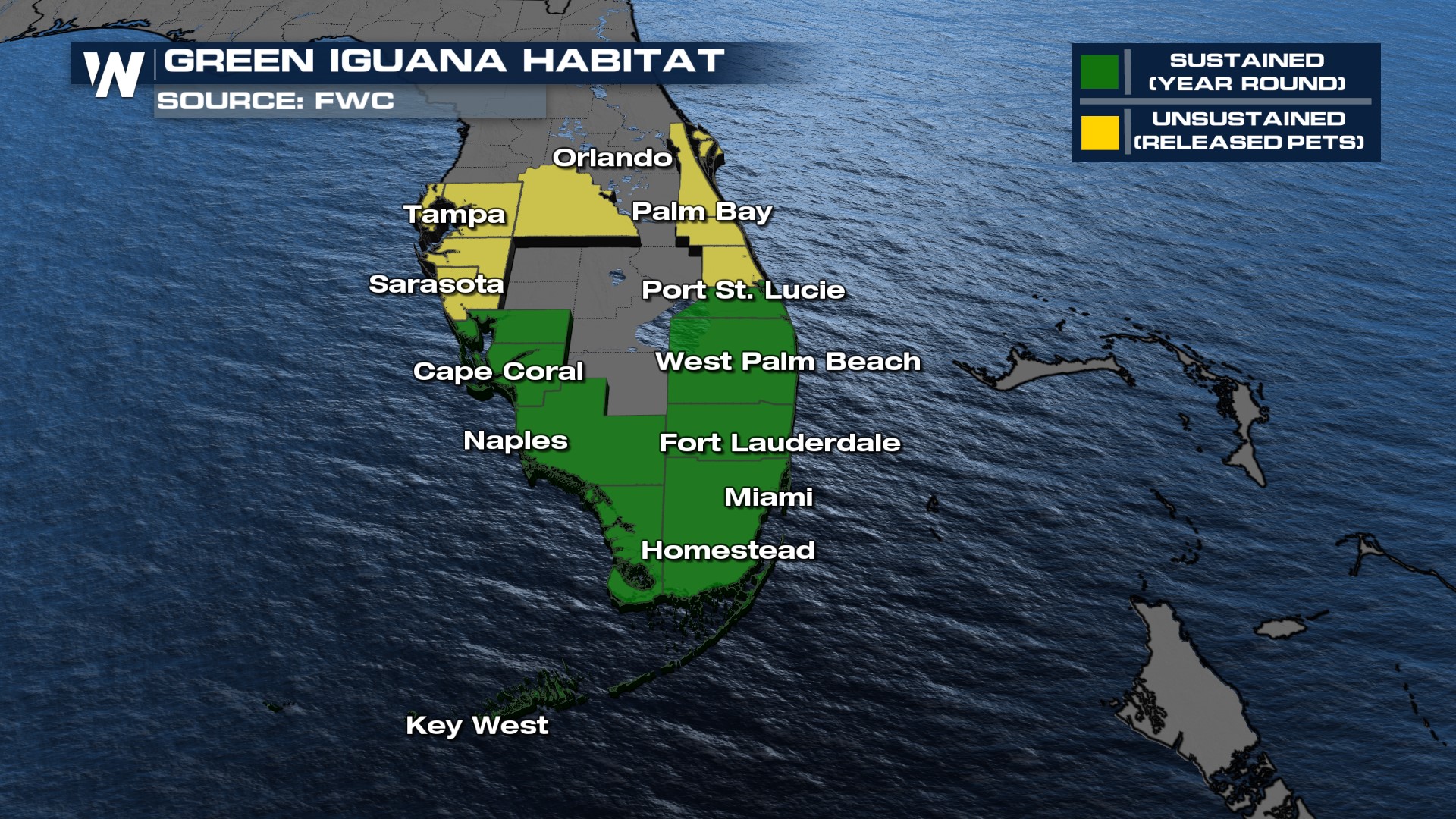 Falling Iguanas Possible in Florida Sunday Morning - WeatherNation