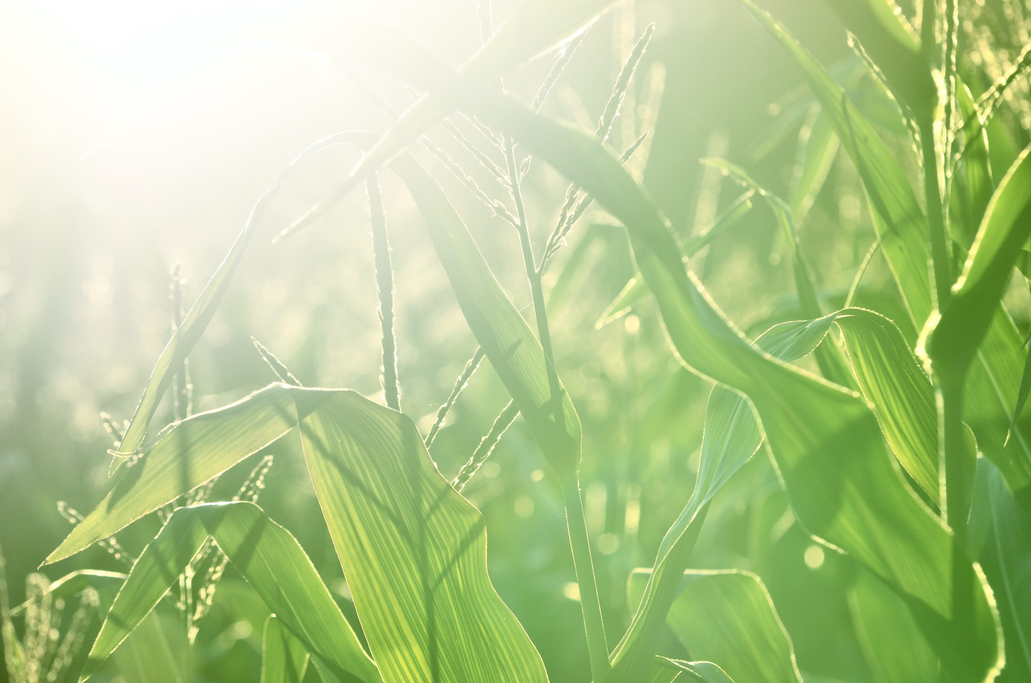 What Exactly Is "Corn Sweat"? - WeatherNation