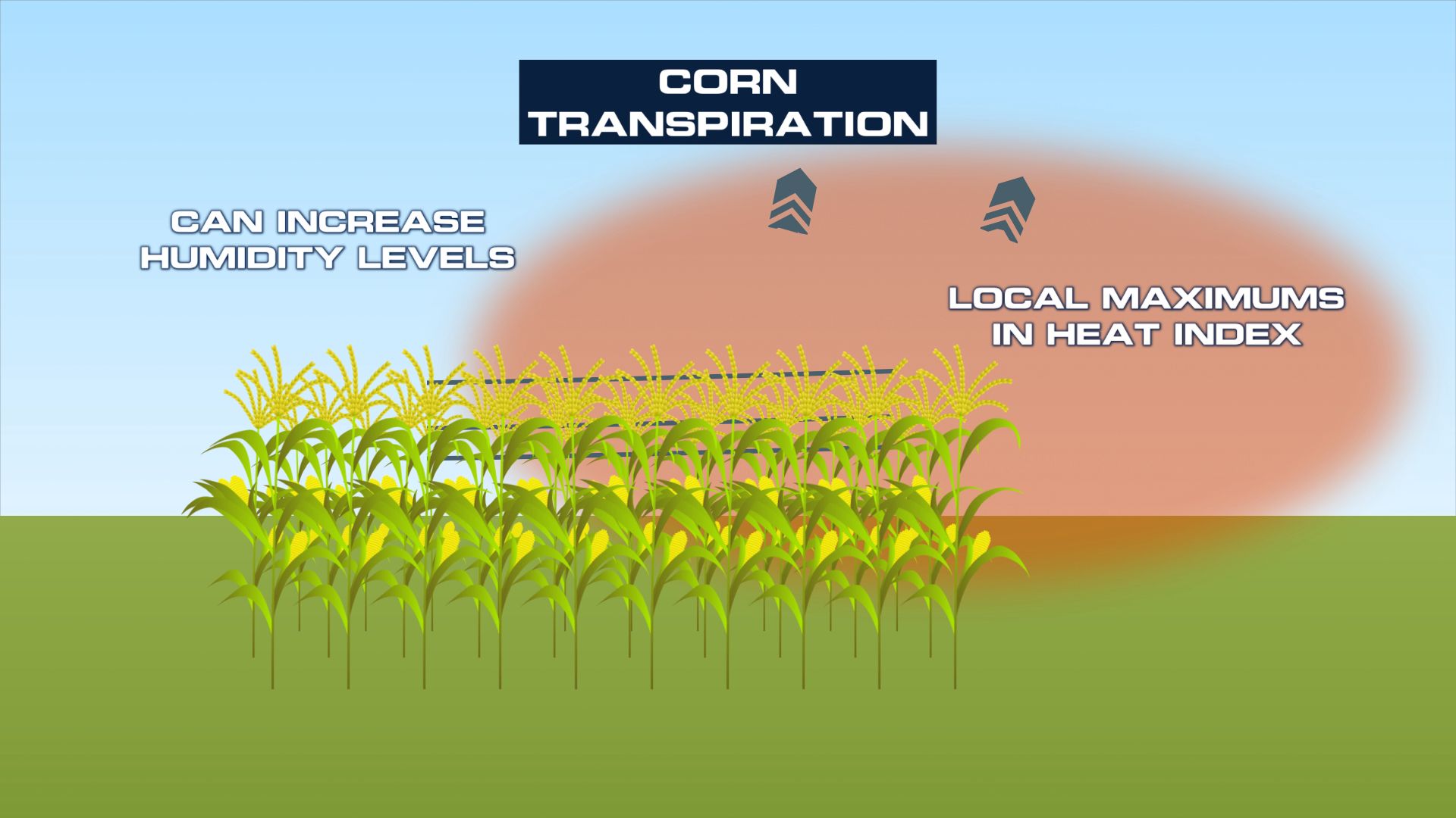 "Sweating" Corn Can Ramp Up Humidity in the Midwest - WeatherNation
