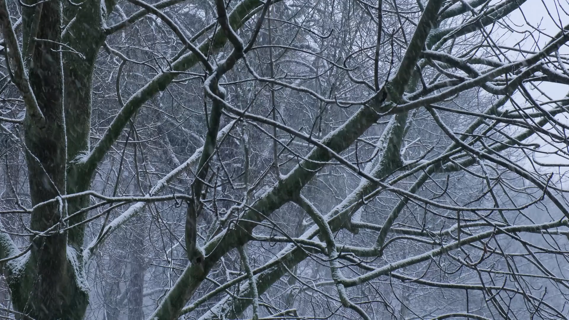 Could Major Cold Snap Cause "Exploding Trees"? - WeatherNation