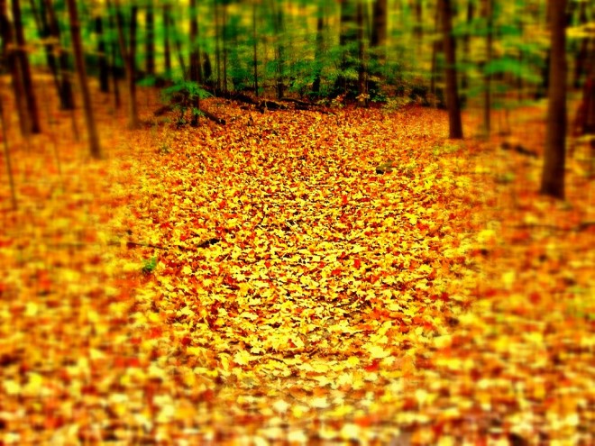 Autumn Outlook Issued from the Climate Prediction Center - WeatherNation